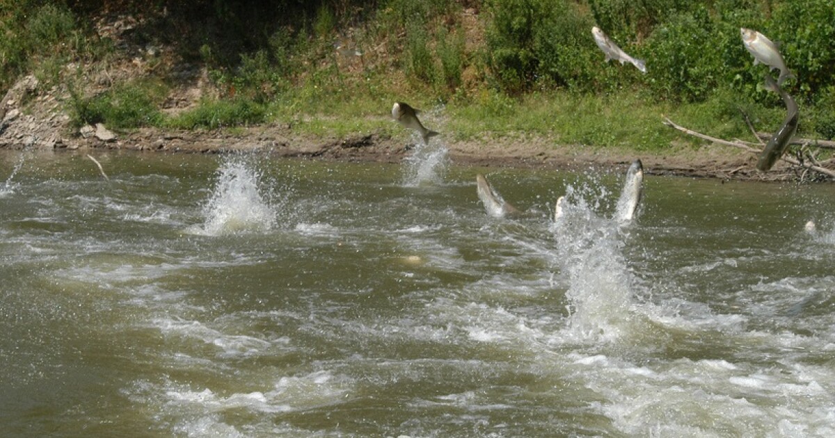 how to make asian carp jump