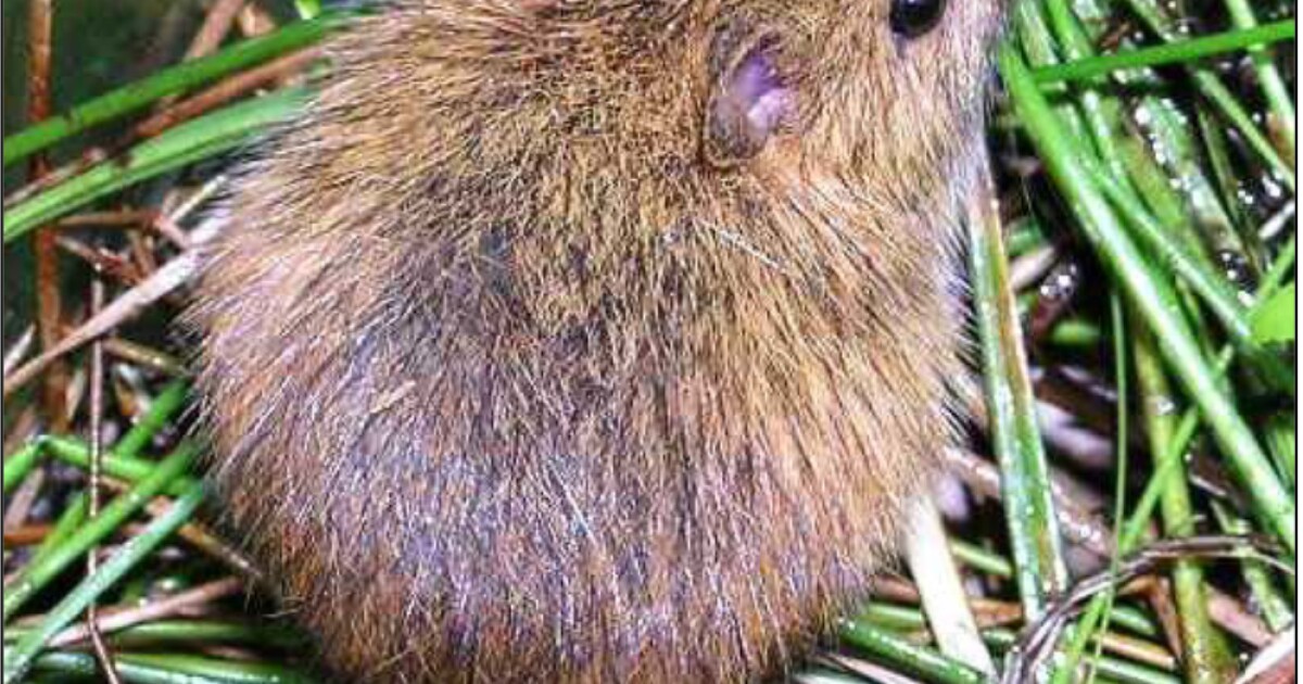 meadow jumping mouse predators