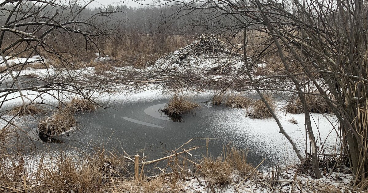 Saratoga County nature walks explore winter ecosystems | WAMC
