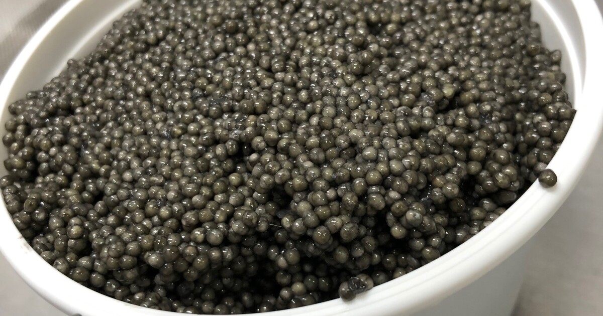 how to make carp caviar