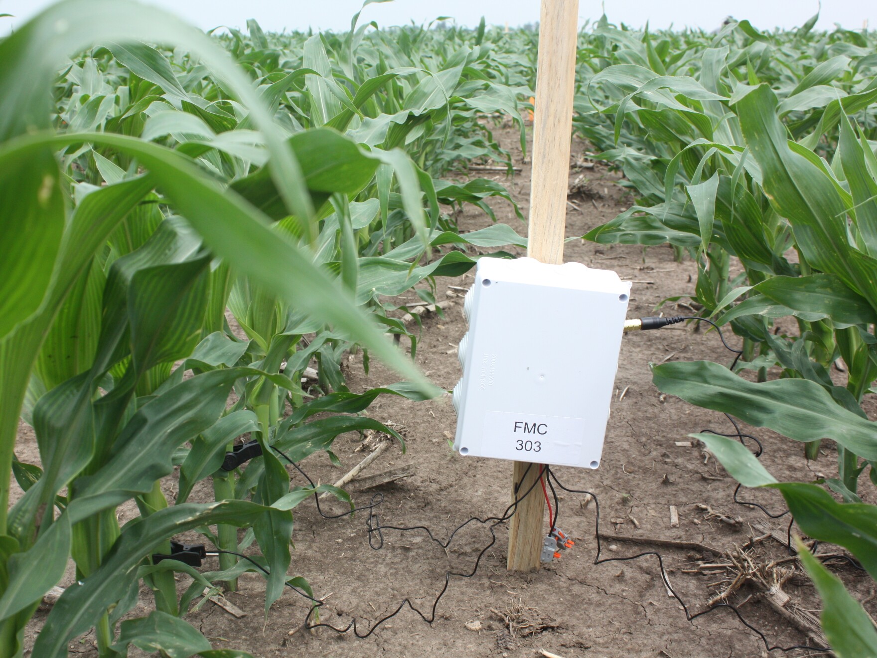 How listening to the sounds of insects can help detect agricultural ...