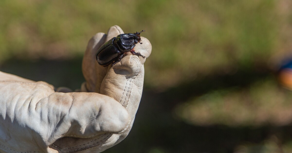 Hawaiʻi Island aerial survey finds coconut rhinoceros beetle ...