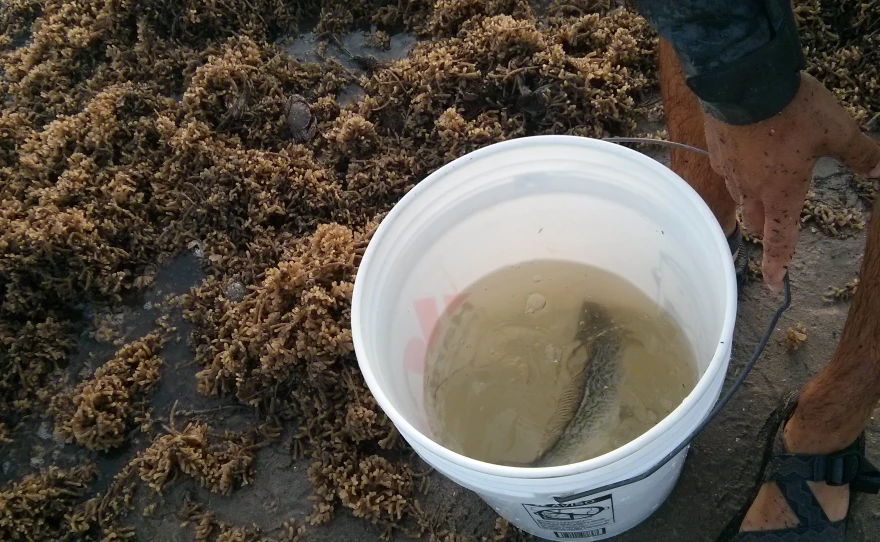 weakfish delaware bay