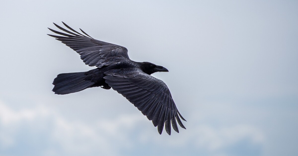 raven flys