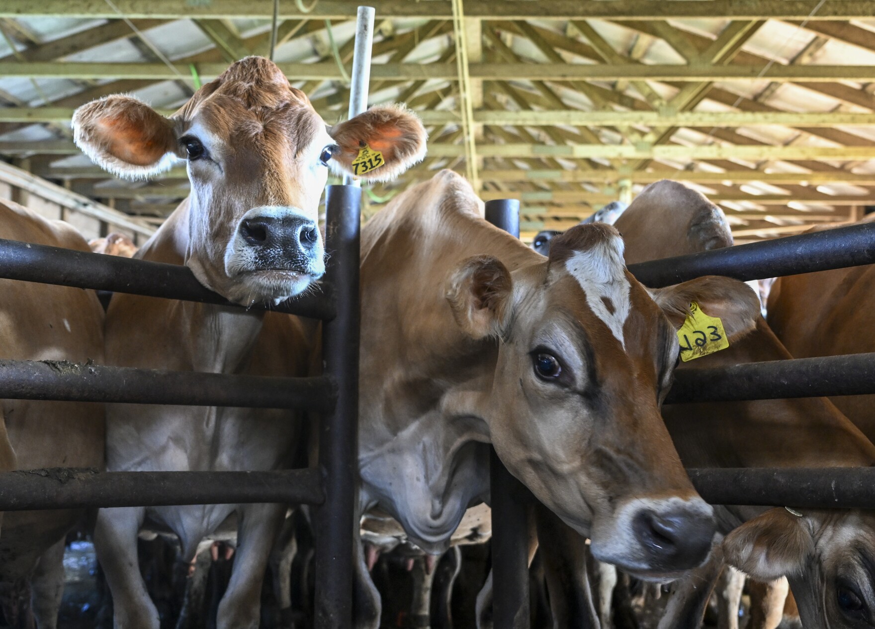 New York dairy farms prepare for increased immigration enforcement | WAER