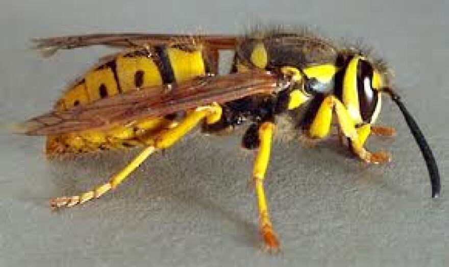 yellow jacket insect uk