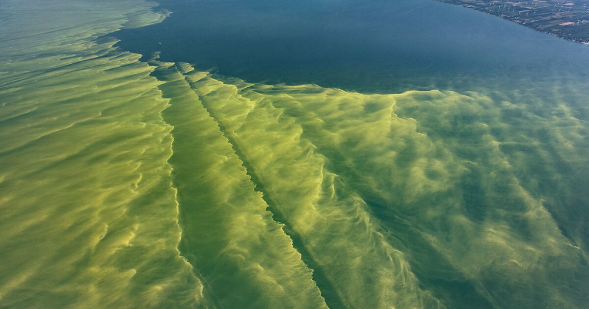 eutrophication algae