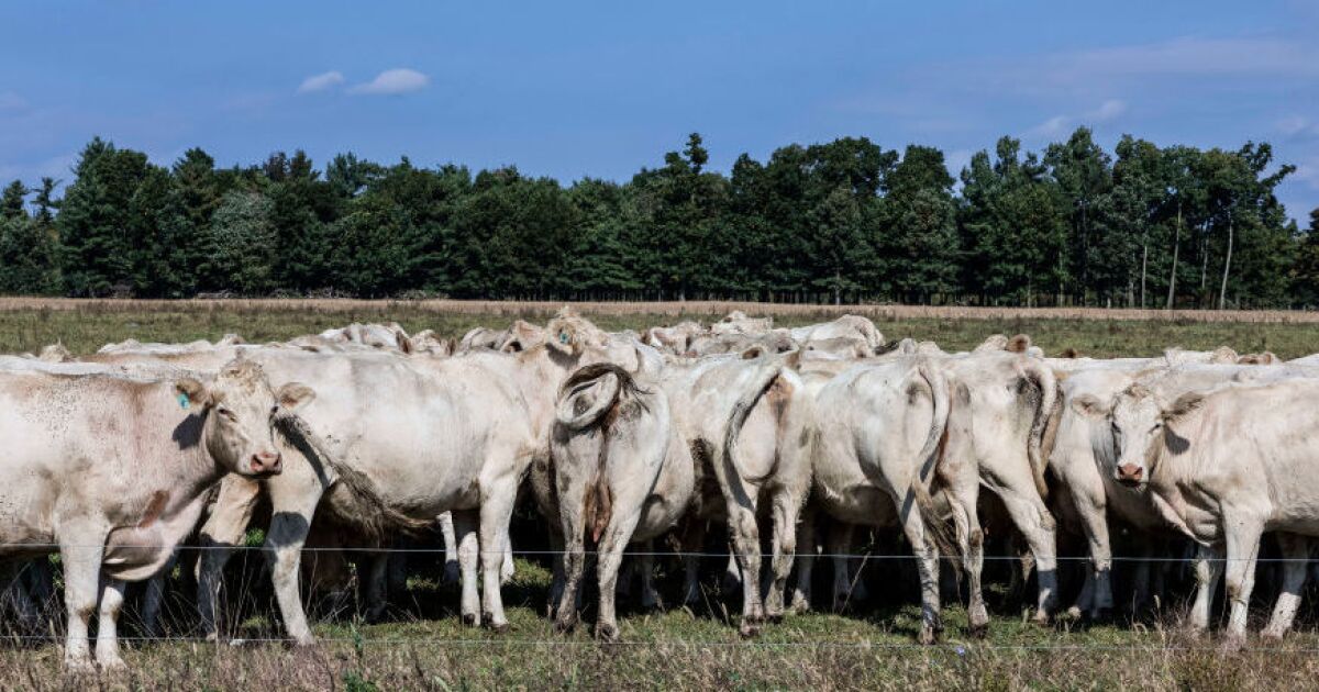 Is Grass-Fed Beef Really Better For The Planet? Here's The Science ...