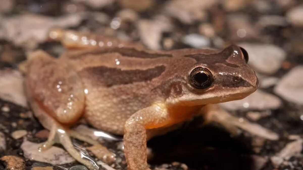 tympanic membrane frog