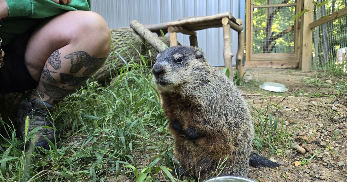 As Michigan’s official groundhog, Woody the Woodchuck spends off time ...