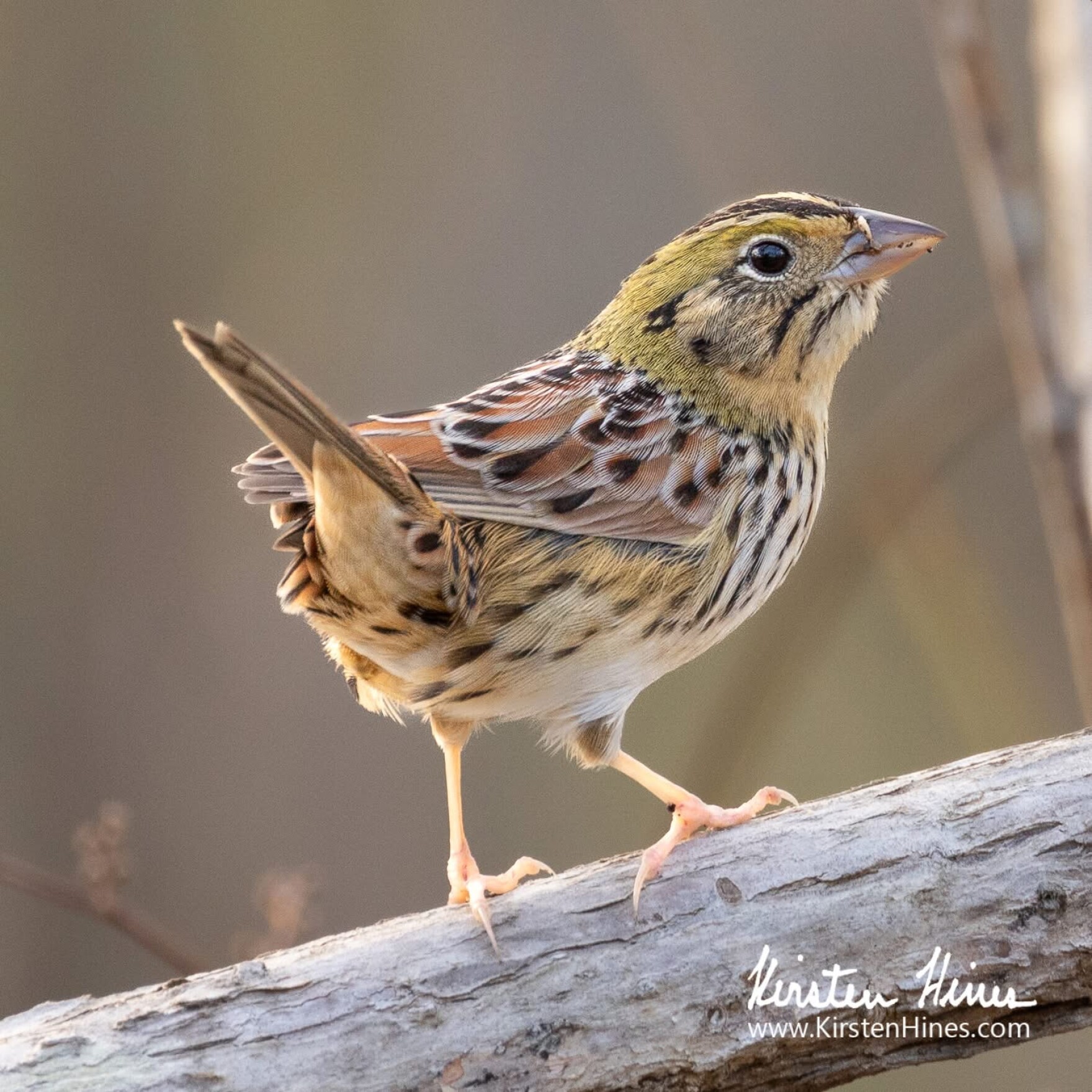 The early bird gets the shot: Wildlife photographer Kirsten Hines ...