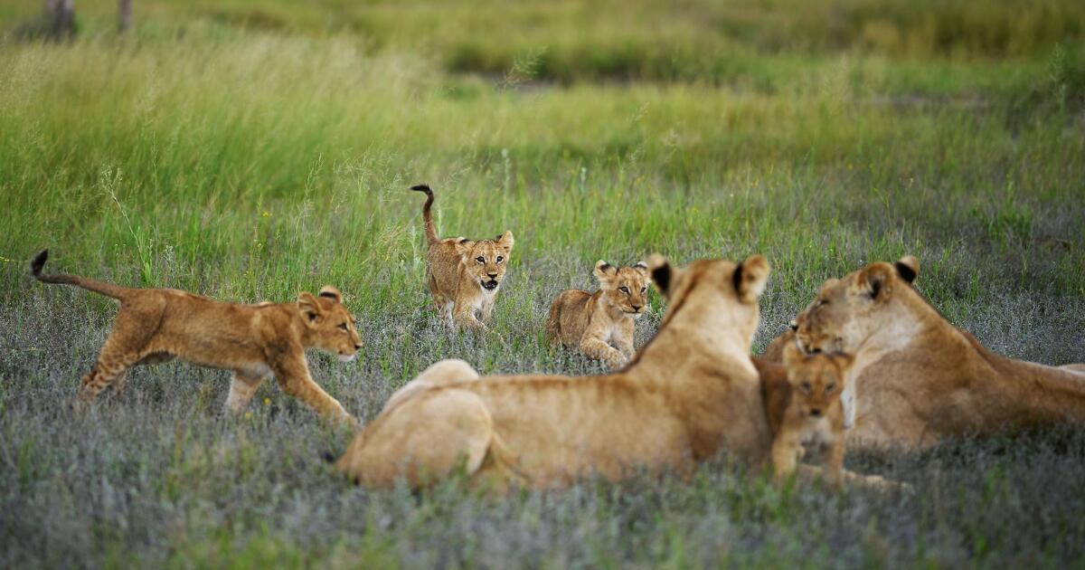Lion Mothers Overrun with Cubs After Syncing Pregnancies | SDPB