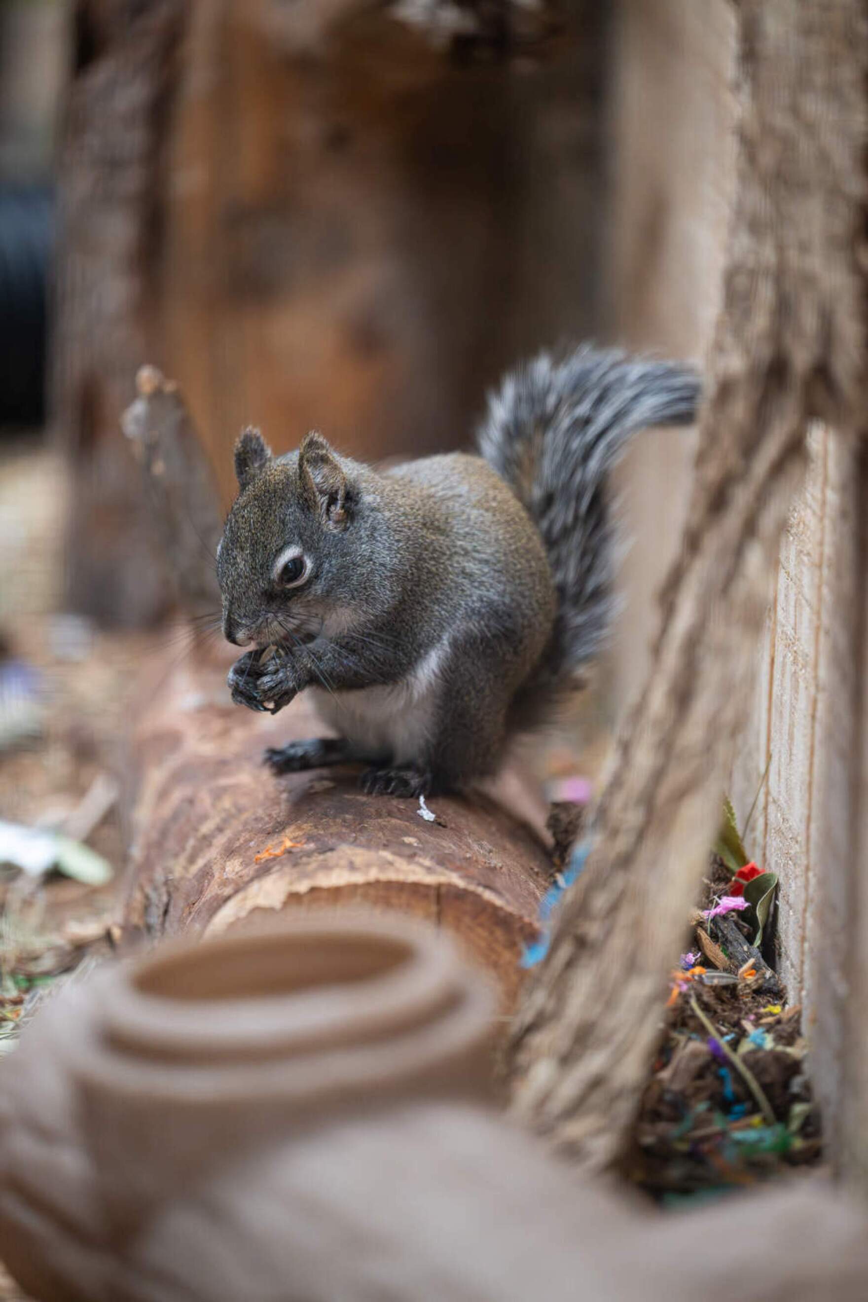 Endangered squirrel clings to life high atop Arizona mountain | KUAC.org