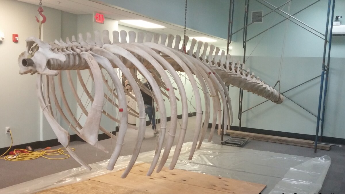 whale skeleton