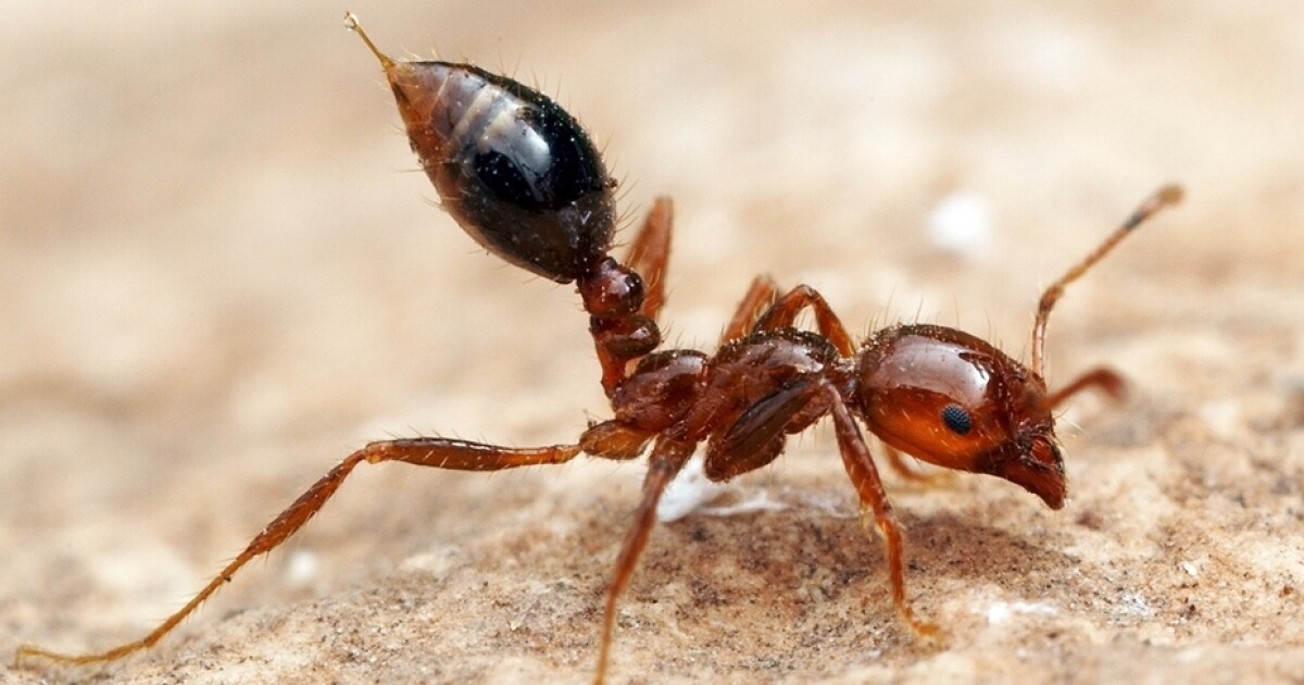 fire ant bites
