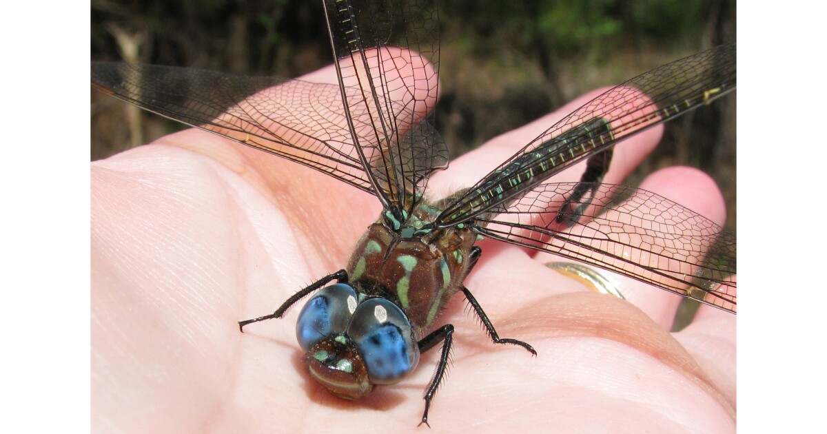 big dragonfly