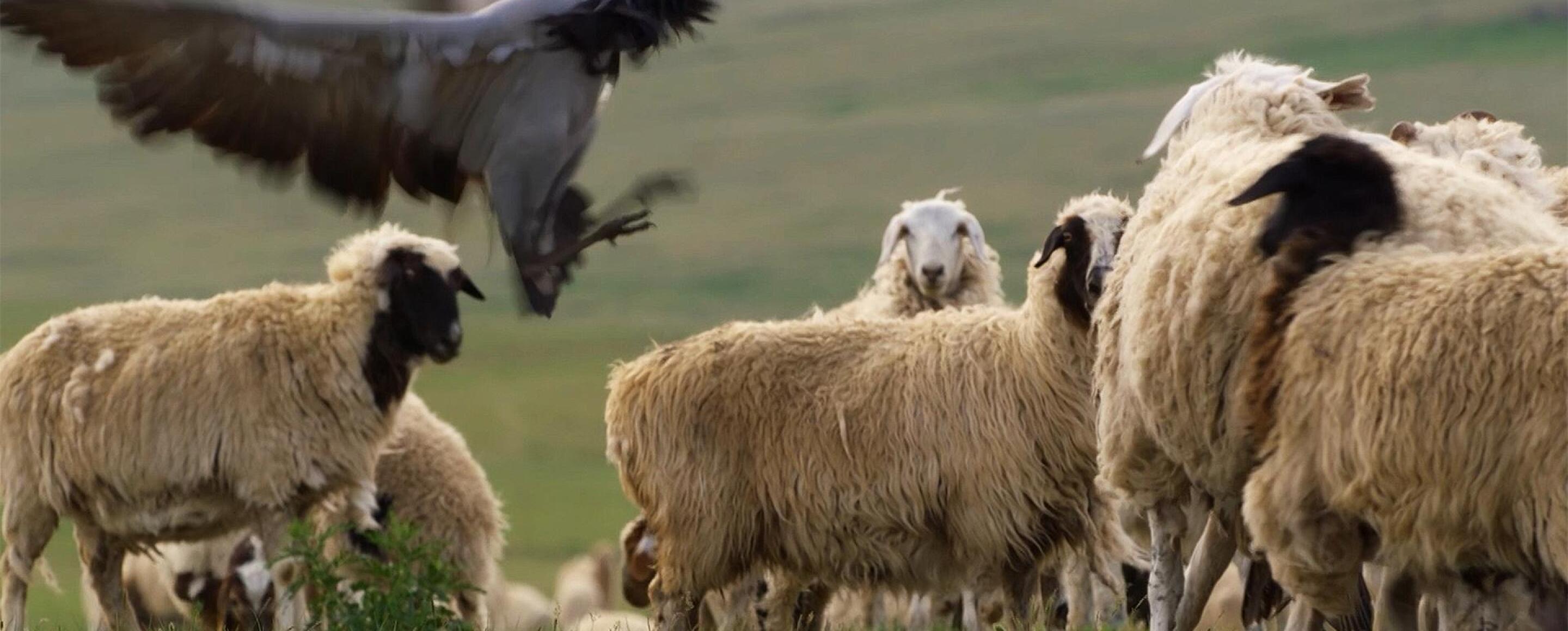 How Crane Parents Defend Their Eggs