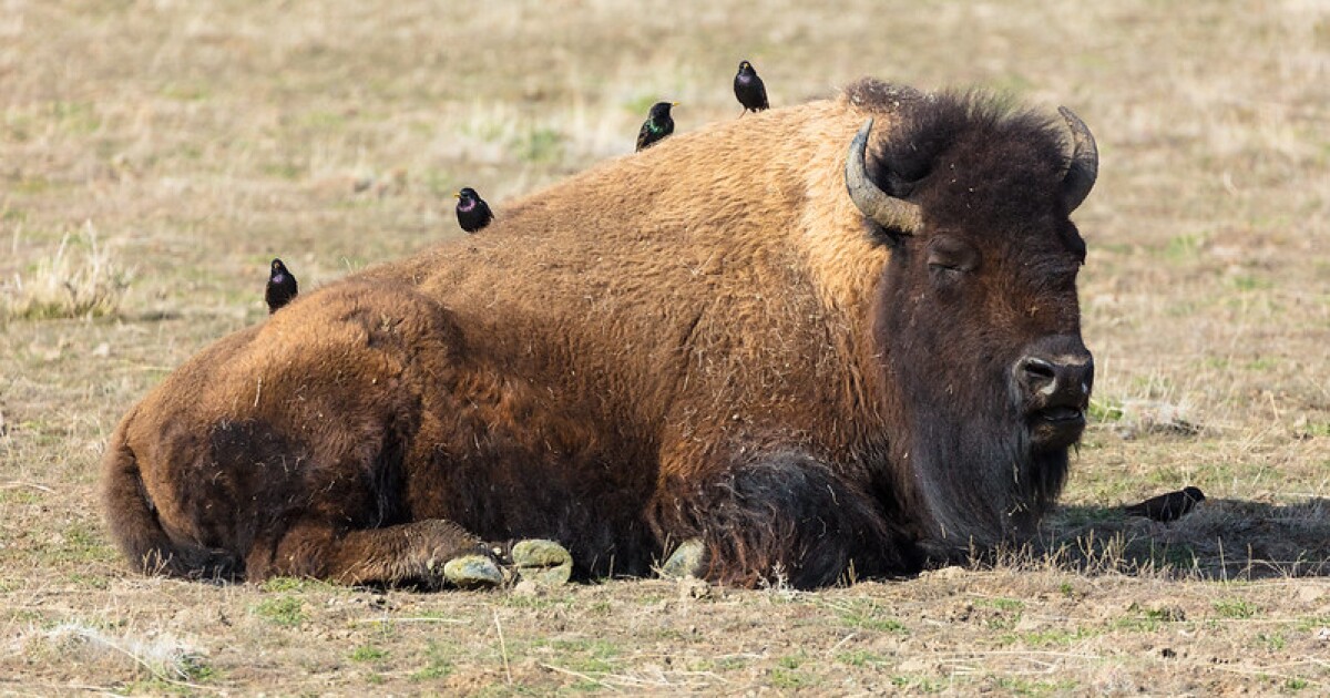 Interior invests in bison restoration on tribal lands | Boise State ...