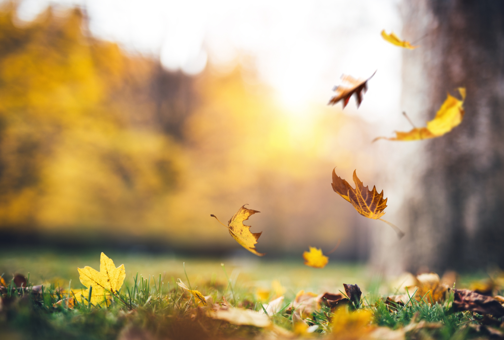 Outdoors with Coggin Heeringa: Yellow foliage and falling leaves ...