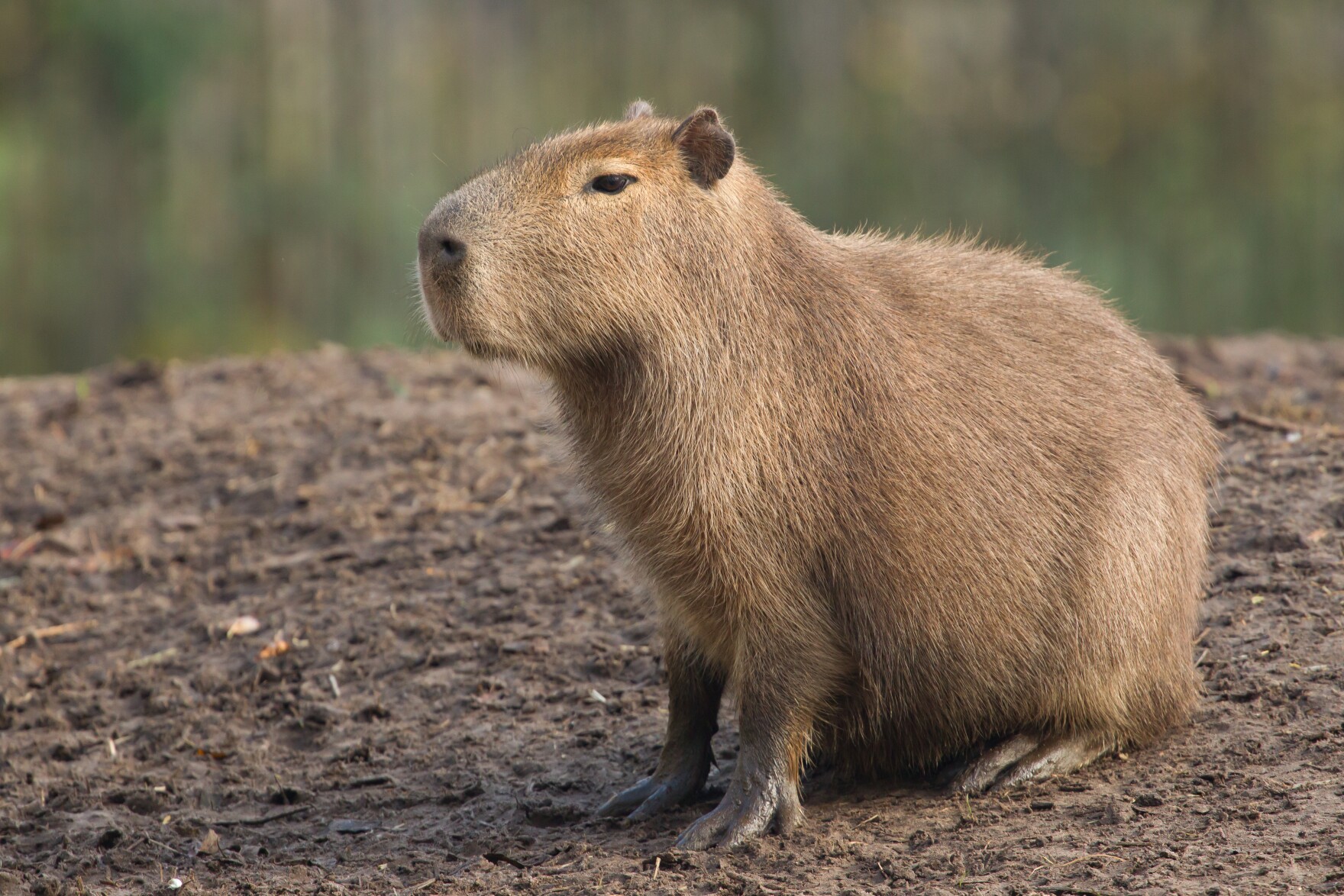 Female capybara goes to Florida as part of a breeding program for the ...