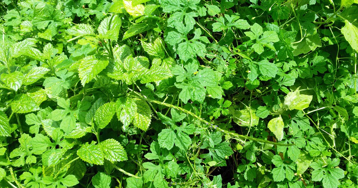 how to boil cerasee tea