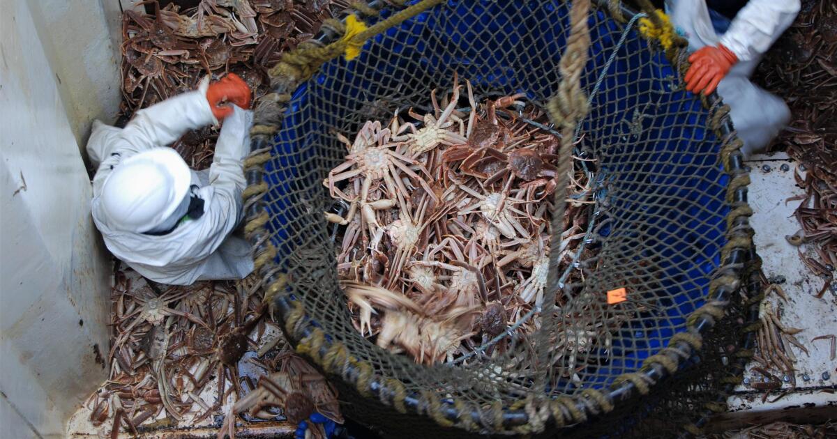 Alaska crab fishery shows signs of recovery after massive crash | KUCB