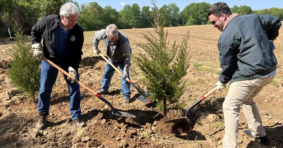 A reforestation effort in Southern New Castle County is underway ...