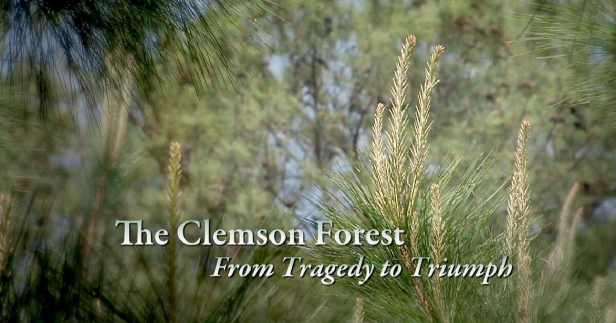 The Clemson Forest – From Tragedy to Triumph