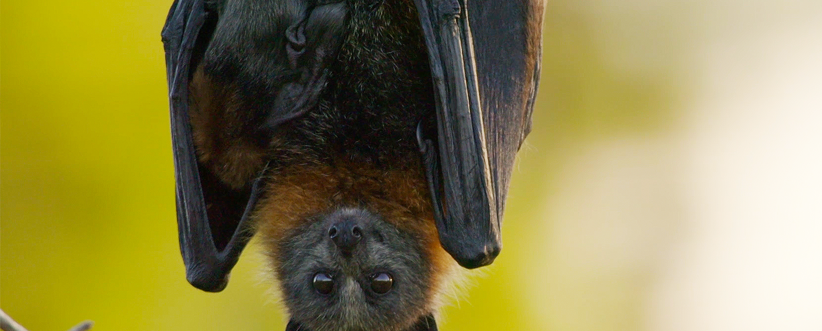 Flying Fox Cams Reveal Night Time Escapades | WKAR Public Media