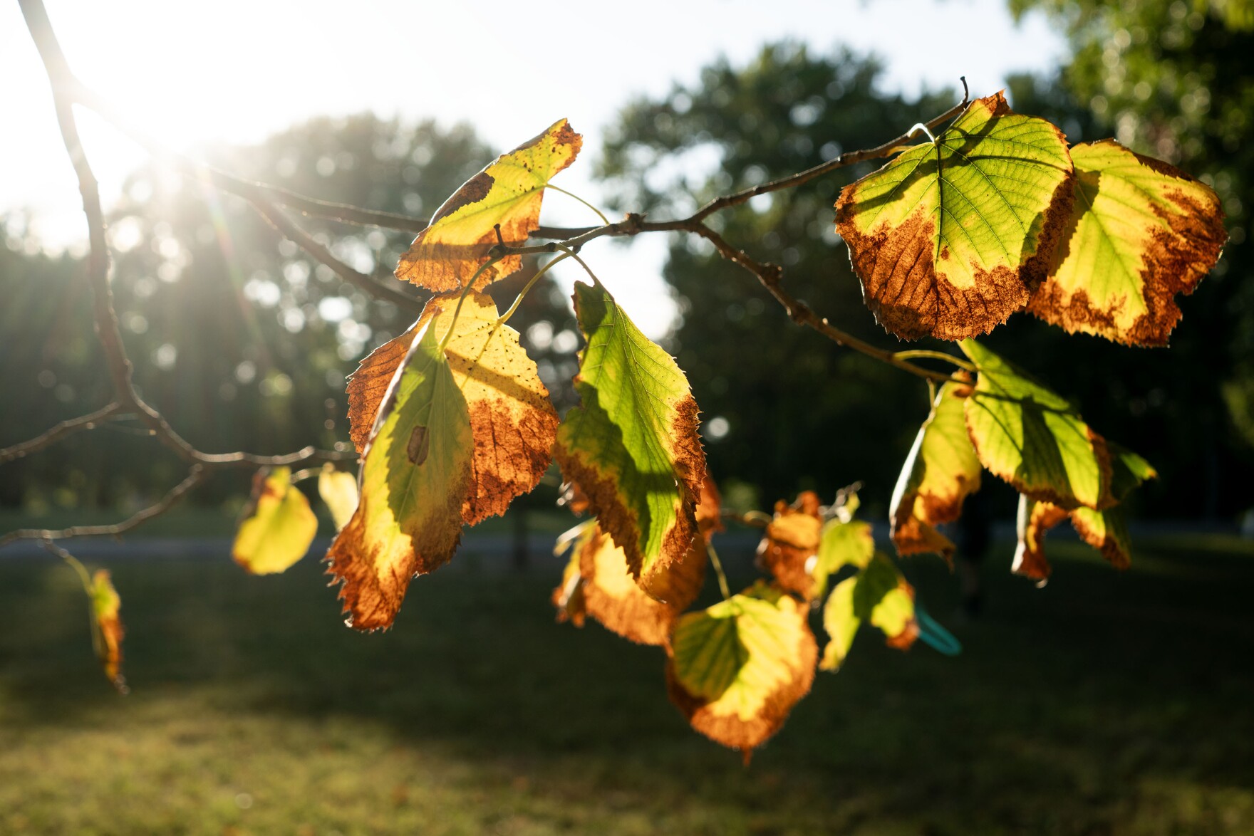 St. Louis trees will be more brown this autumn. Here’s why | STLPR