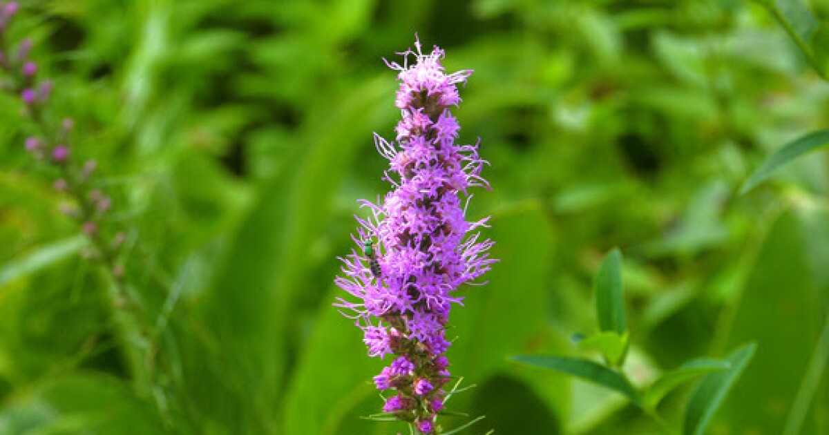 Planting native species can help pollinators in Wisconsin | WXPR