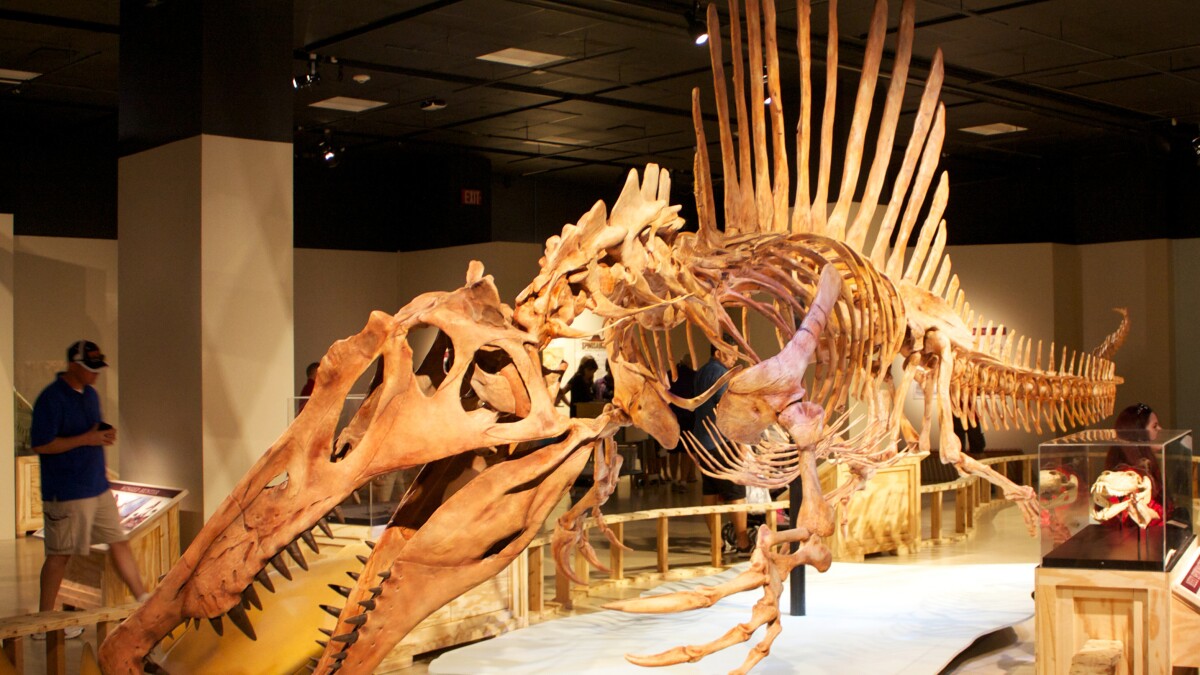 spinosaurus skeleton