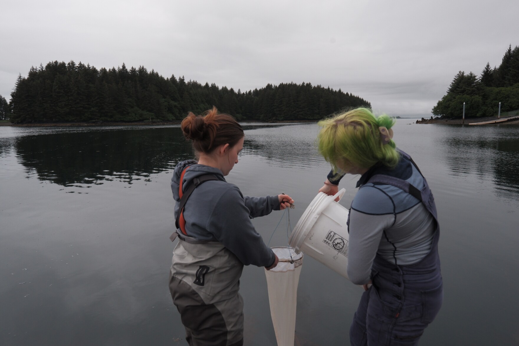 Inside the sampling process used to monitor paralytic shellfish toxins ...