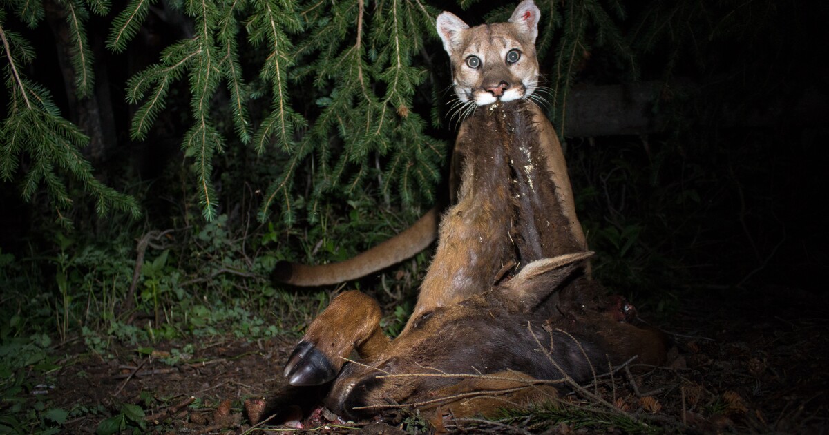 A new study finds Mountain lions might be changing the Greater ...