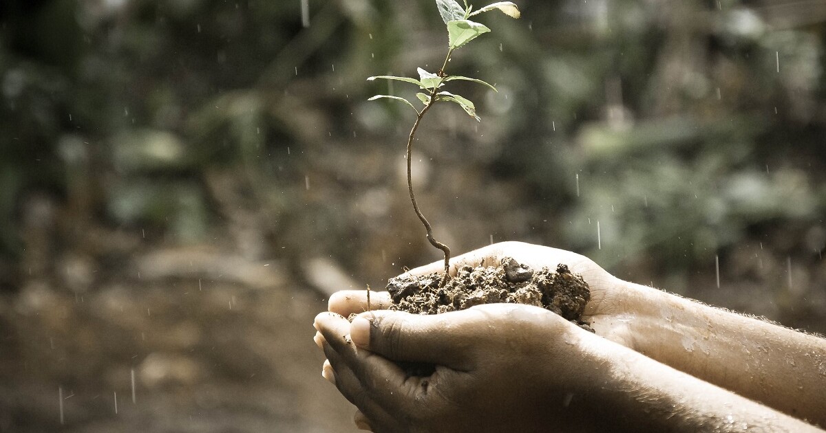 Cape Coral Nonprofit Plants Trees to Offset Deforestation, Development ...