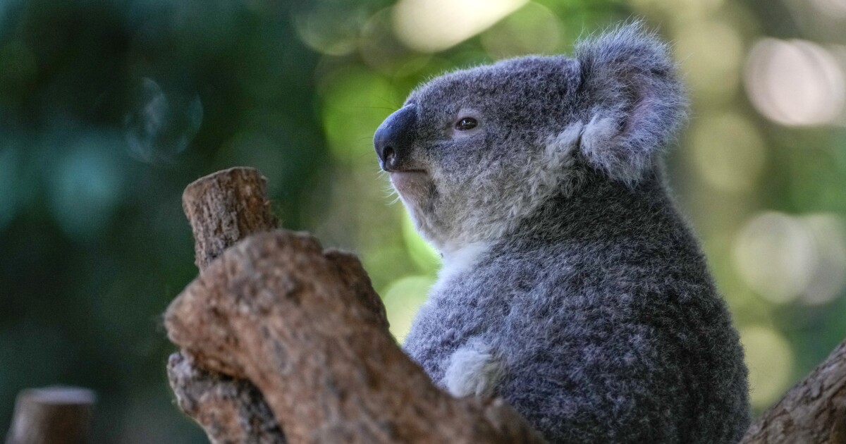 Asia Minute: Australian koalas are getting help from an unusual source ...