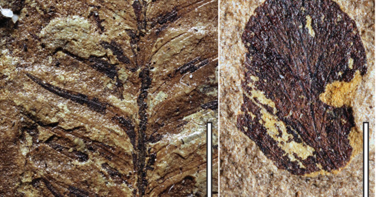 Utah Tree Fossil Sets Paleontology Record Back 15 Million Years | KUNC