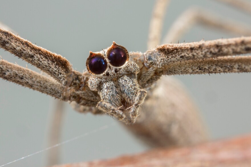human faced spider