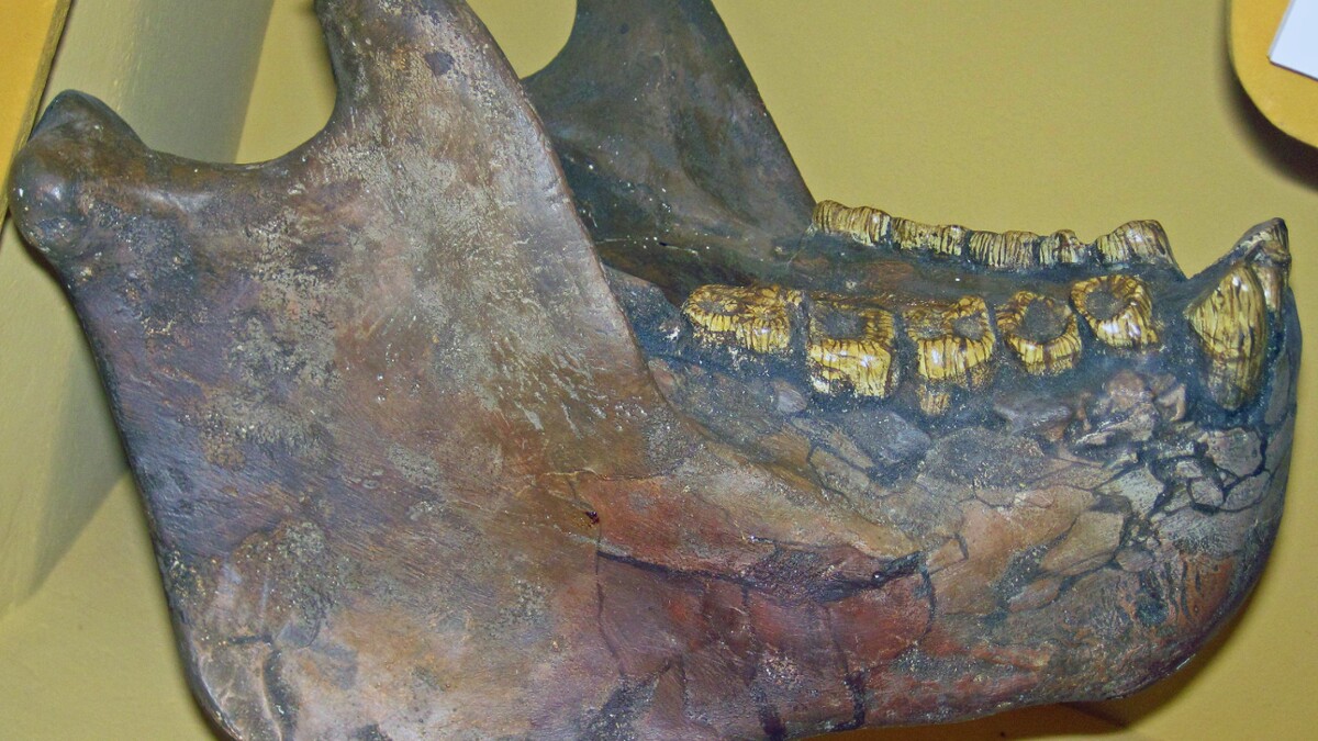 gigantopithecus full skeleton