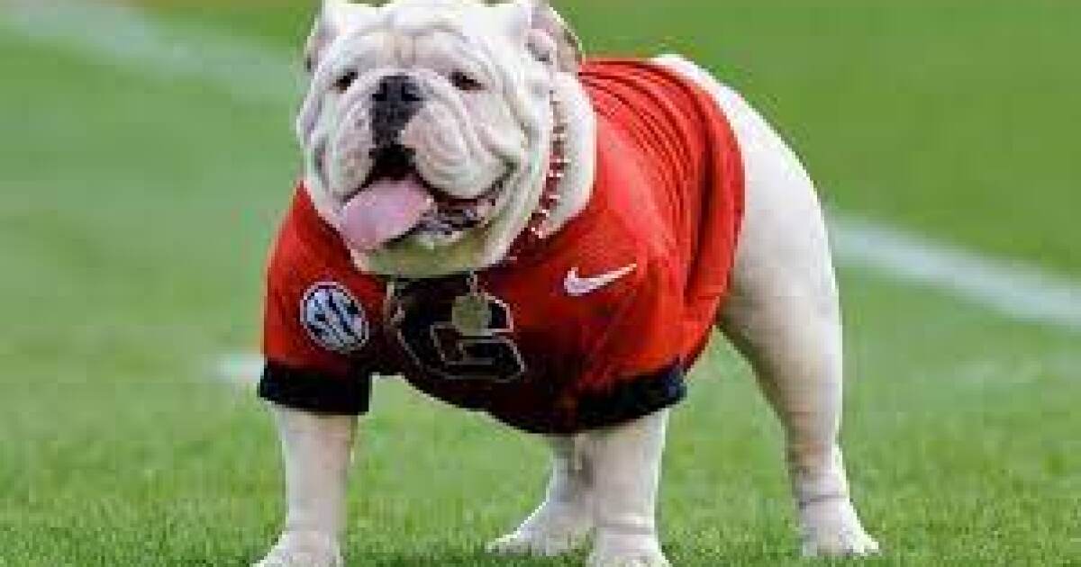 Georgia Bulldogs' Mascot, Uga X, or "Que," Passes Away