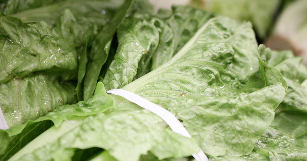 FDA Releases E. Coli Report On Lettuce Contamination