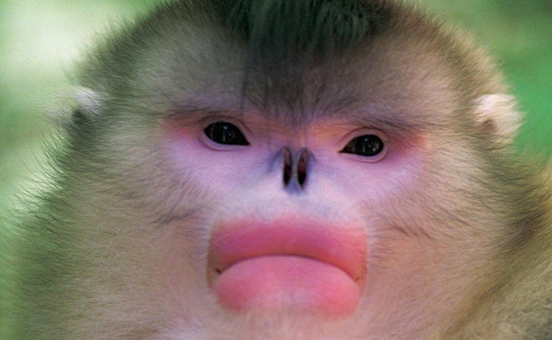 Mystery Monkeys of Shangri-La | Connecticut Public