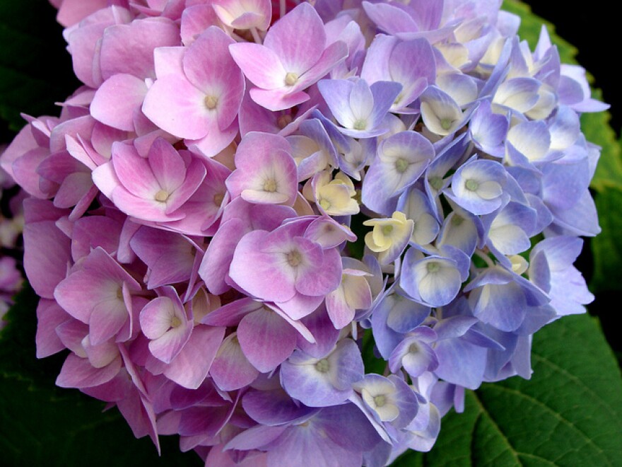 light purple hydrangeas