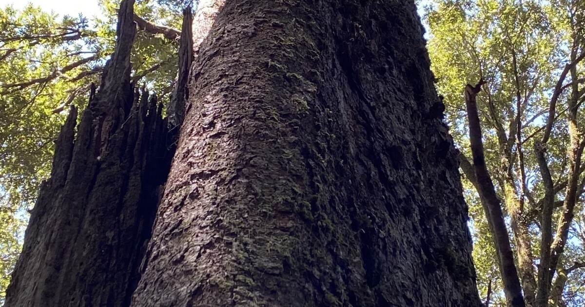 Climate Change And Deforestation Mean Earth's Trees Are Younger And ...