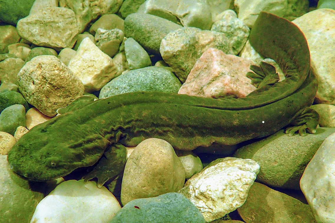 Hellbender Salamander