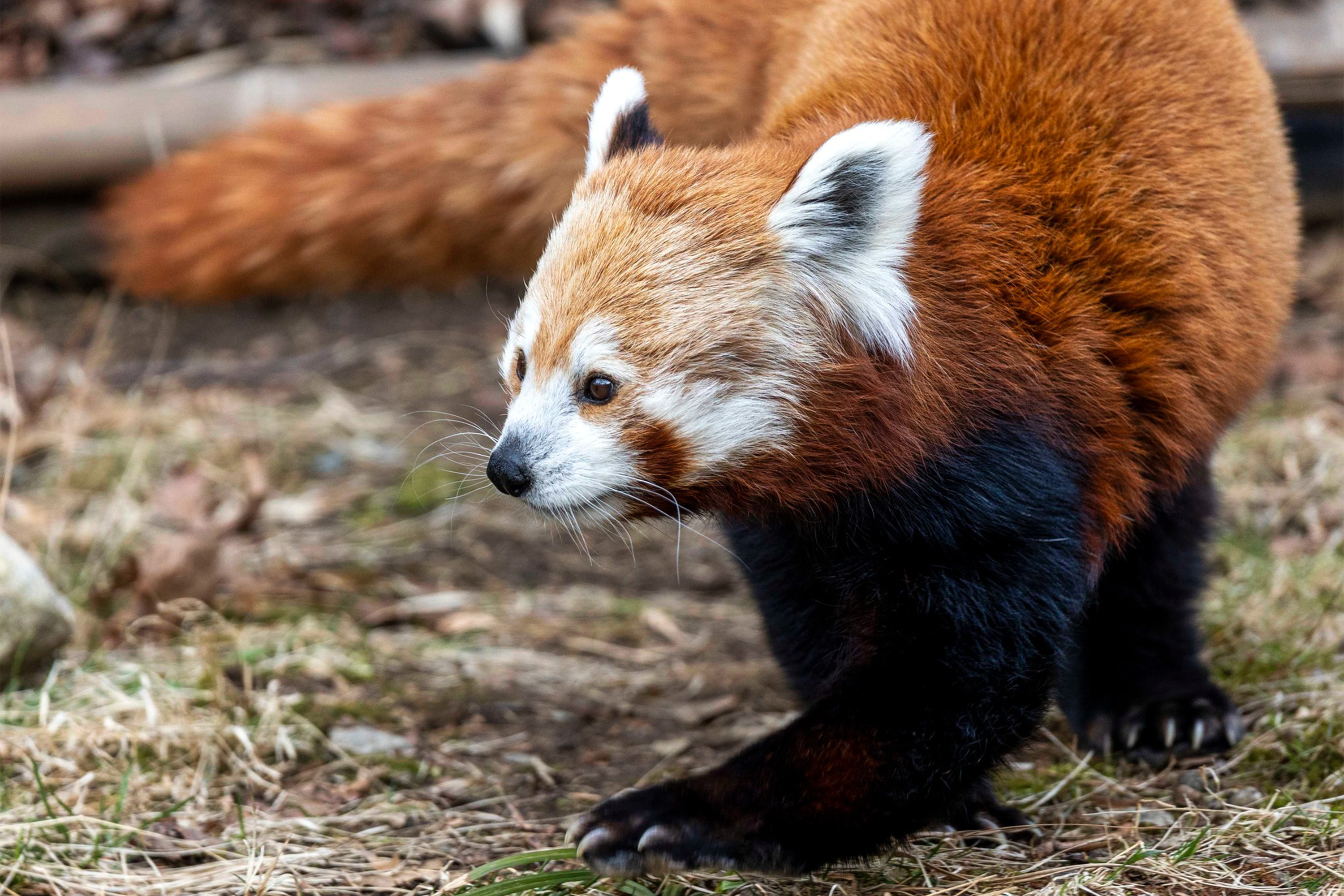 Panda Rojo Mayor Red Panda Wikipedia