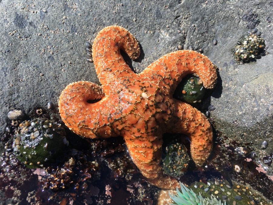 Ochre Sea Star Common Name