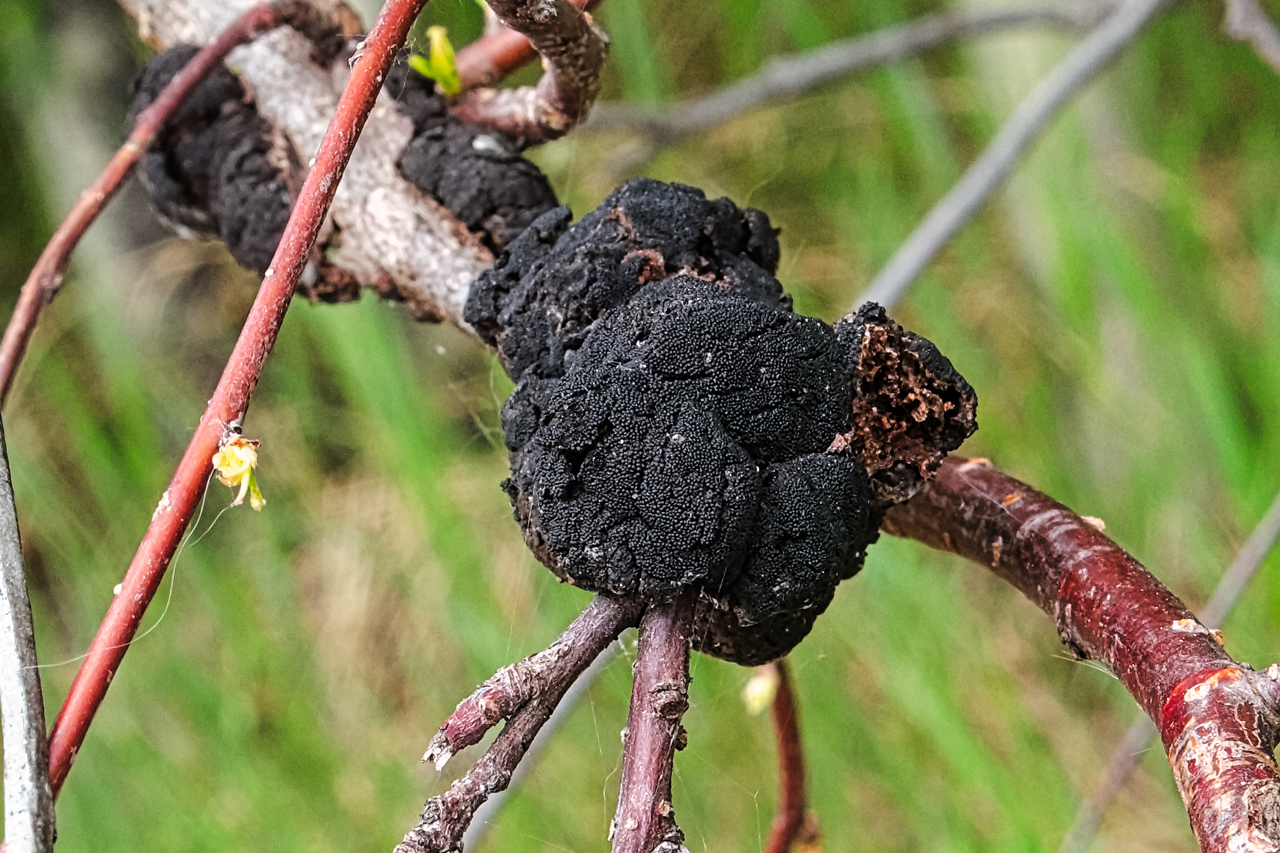 Canker On Plum Trees