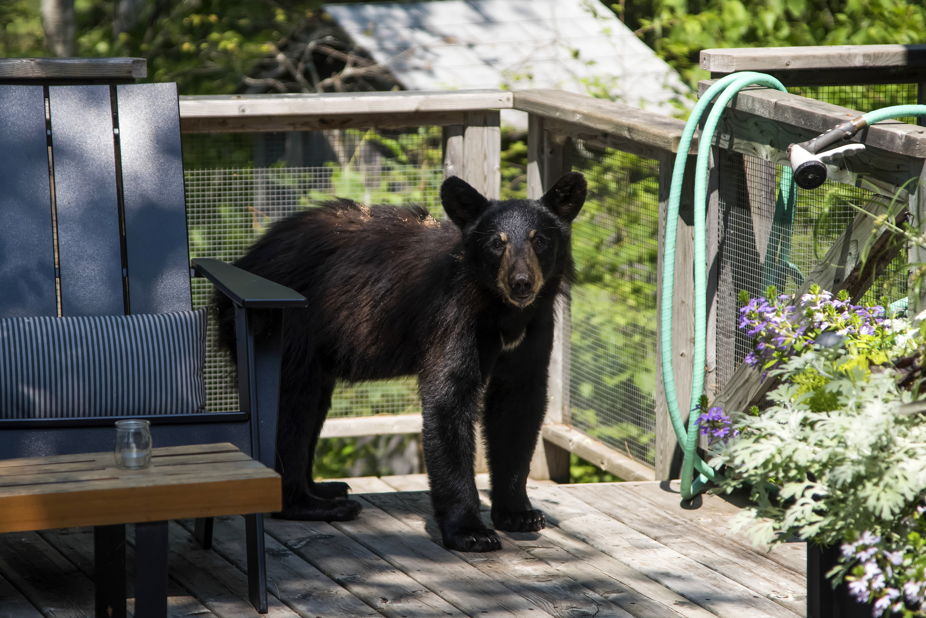 Sitting Bear Table