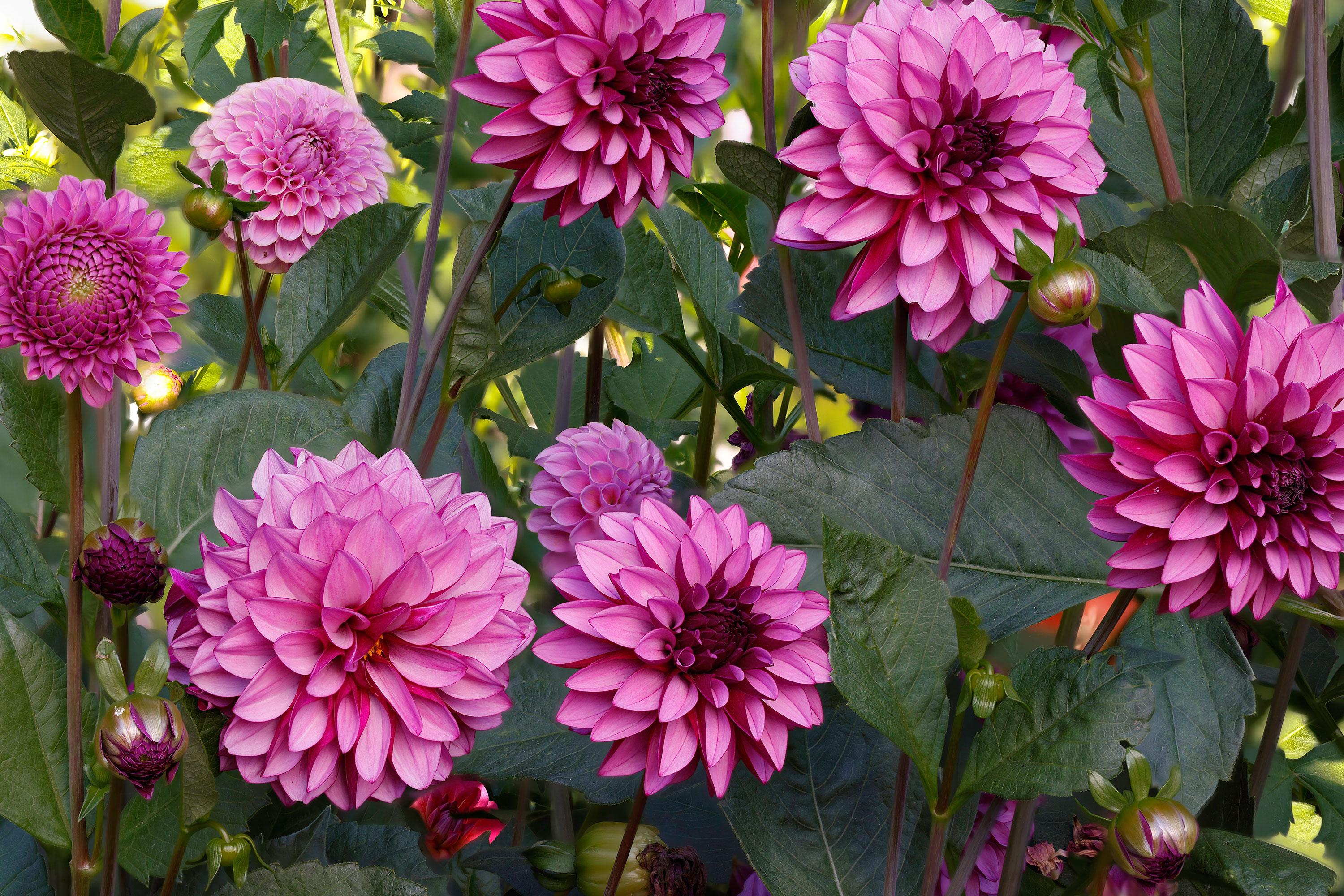 Purple Dahlias Flower Garden Dahlia Diversity: A Guide To Different